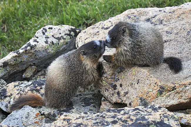Spring Photos | Private Estes Park Photo Tours | Guided Photo Tour of ...